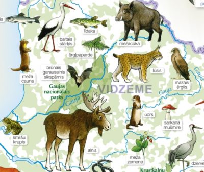 Galda paliktnis. Latvijas dzīvnieki un augi